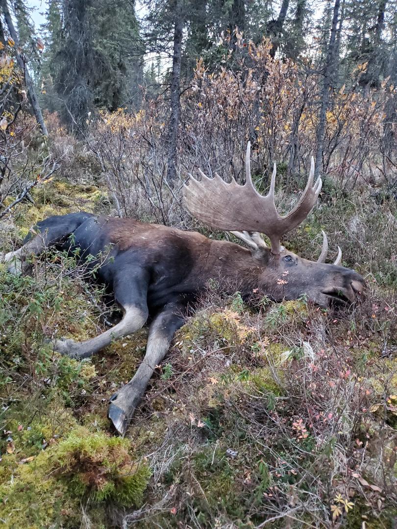 Moose! First big game handgun kill | Single-Actions